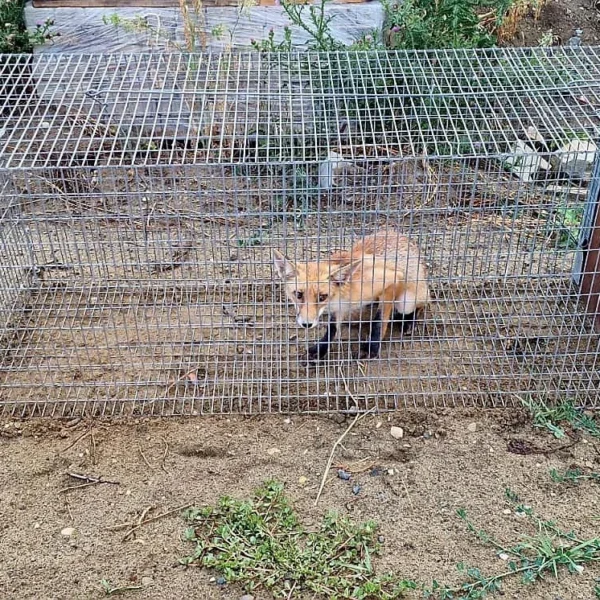 Trei pui de vulpe, în curtea unui liceu din Arad