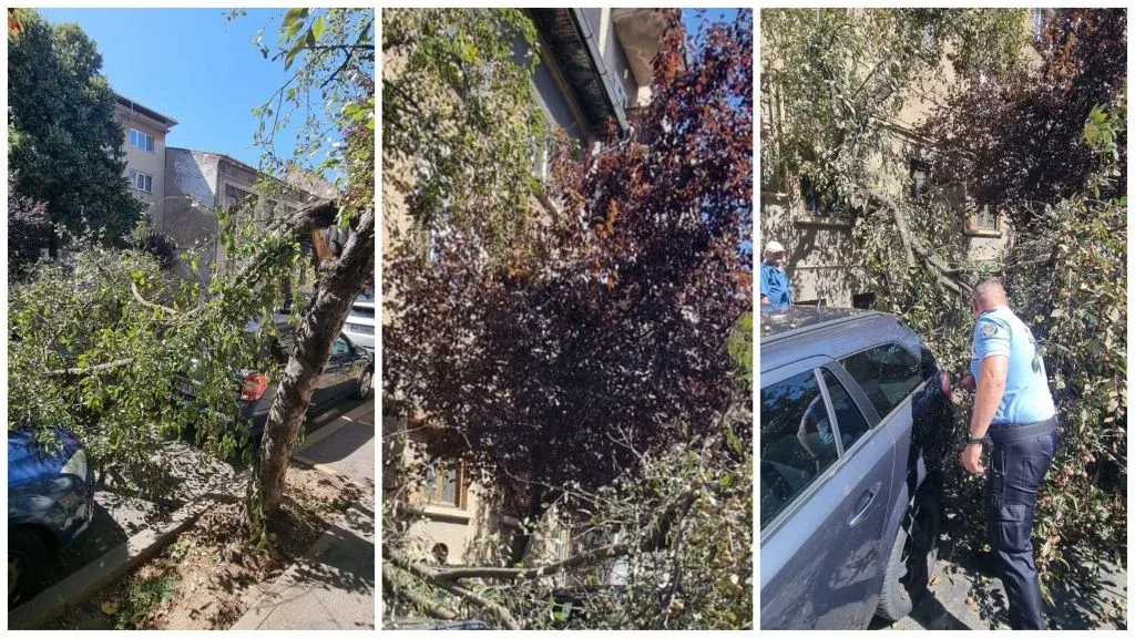 Copac căzut peste mașini, pe strada Crișan