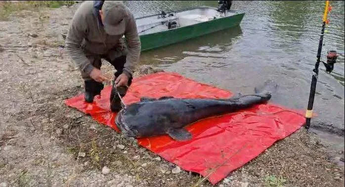 ARAD | Somn de peste 2,5 metri, pescuit din râul Mureș