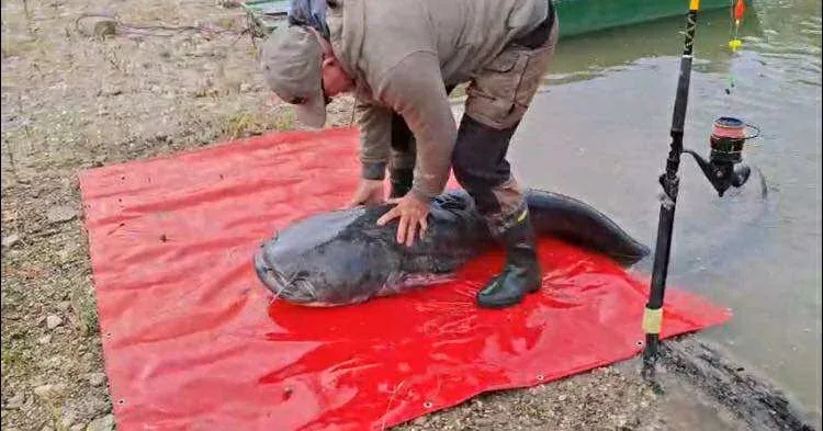 ARAD | Somn de peste 2,5 metri, pescuit din râul Mureș