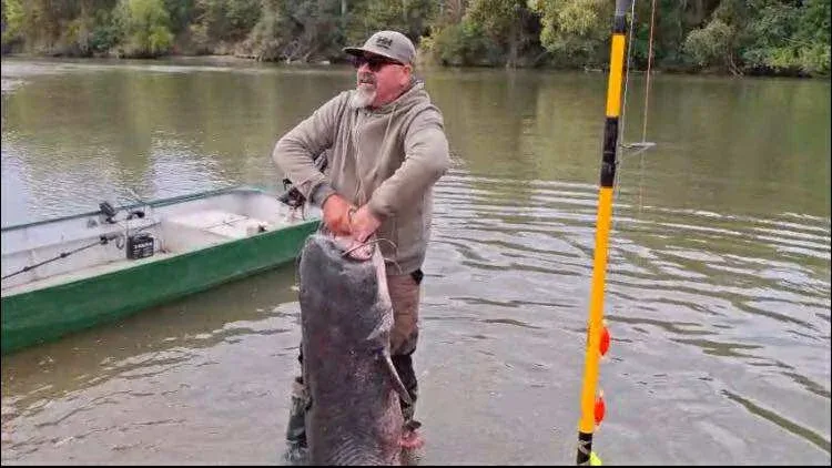 ARAD | Somn de peste 2,5 metri, pescuit din râul Mureș