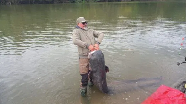 ARAD | Somn de peste 2,5 metri, pescuit din râul Mureș